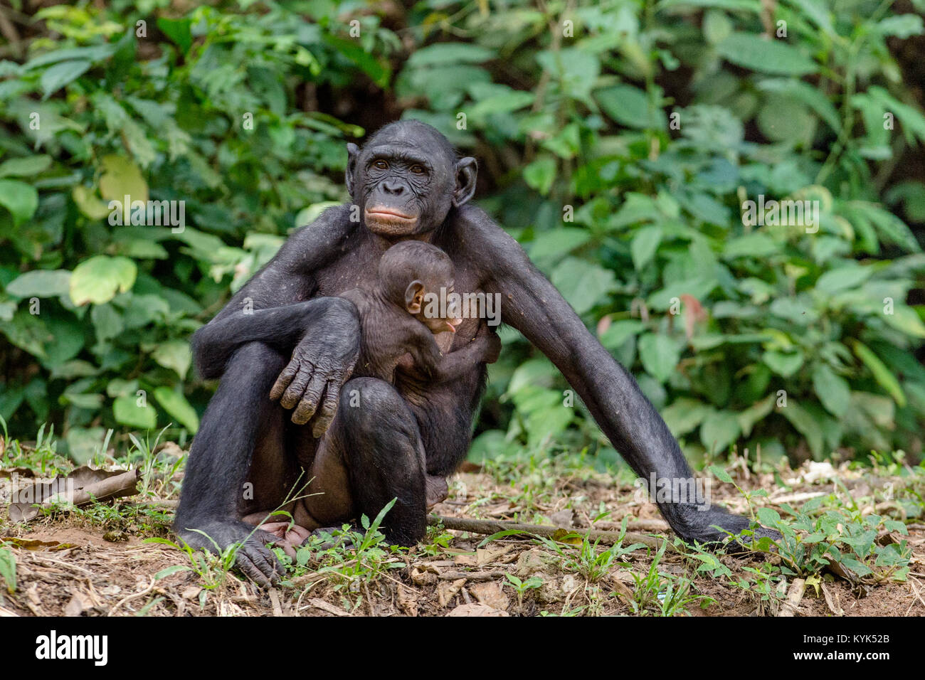 Mother and Cub of Bonobo in natural habitat. Close up Portrait . Green ...