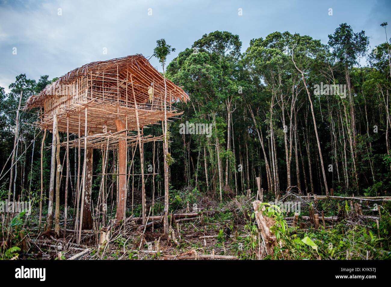 Korowai tree house hi-res stock photography and images - Alamy