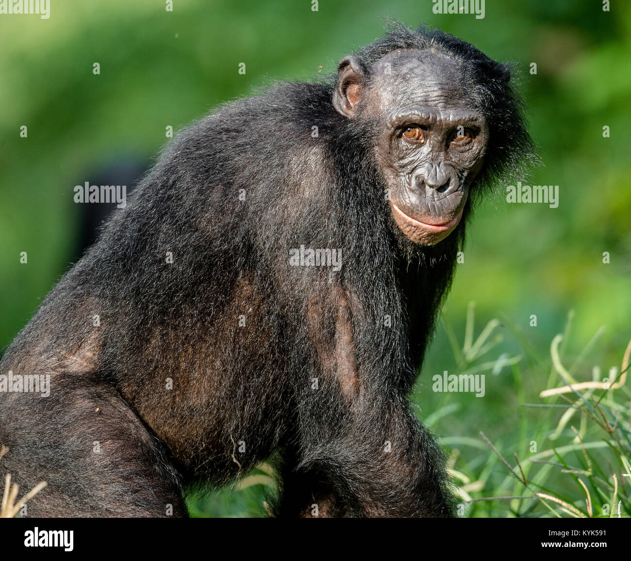 Close up Portrait of Bonobo in natural habitat. Green natural ...