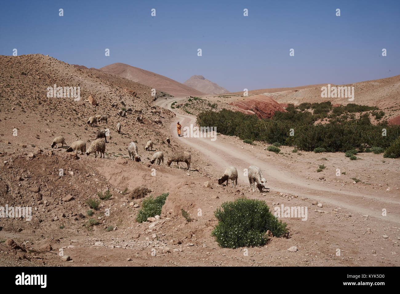 Moroccan female sheperd leading sheep herd, Roses Valley, Morocco Stock ...