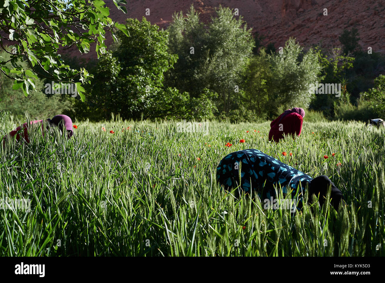 Women farming morocco hi-res stock photography and images - Alamy