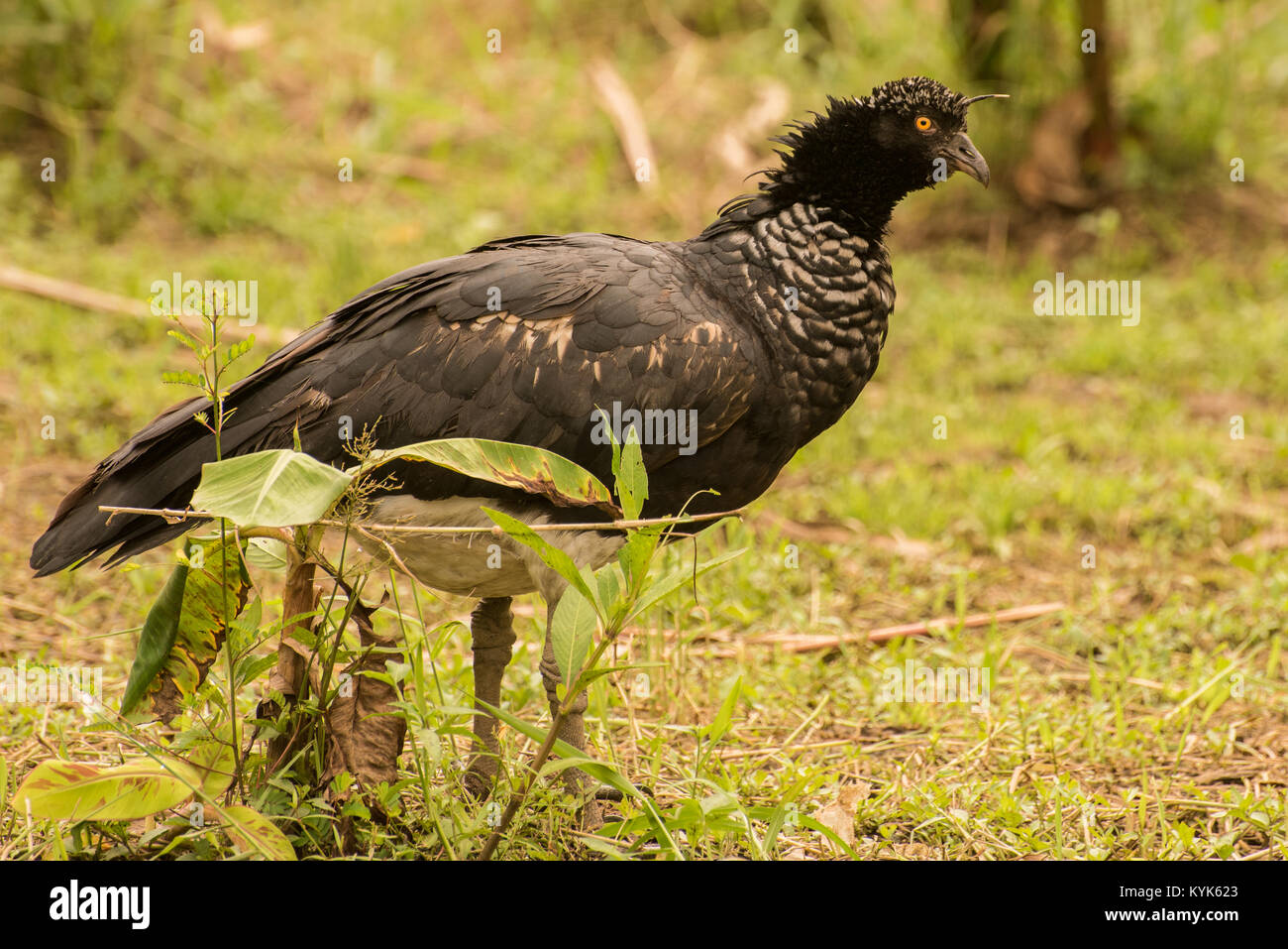 A large and extremely unusual bird from the Amazon, a horned screamer ...