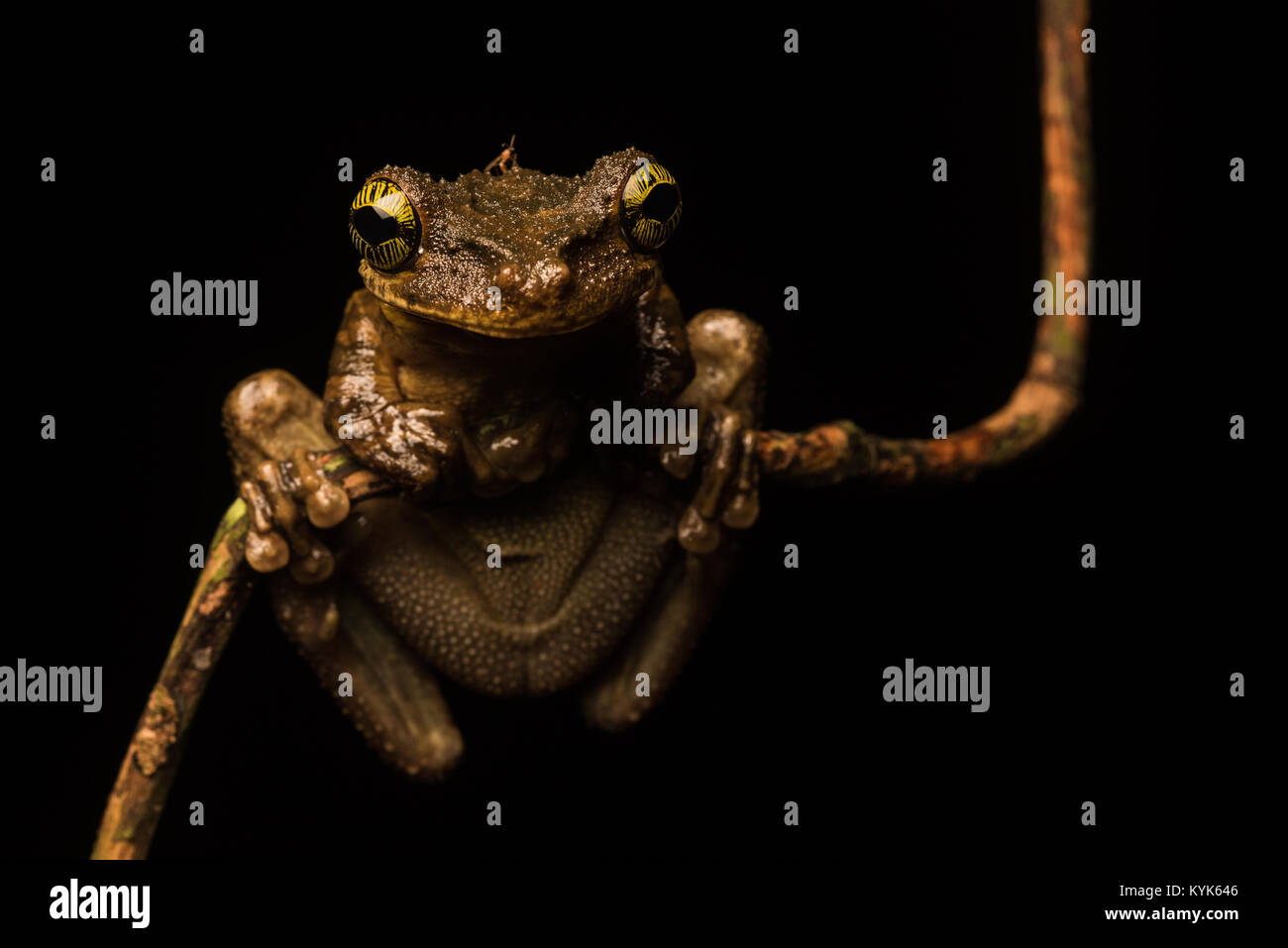 Osteocephalus taurinus, a widespread amazonian tree frog Stock Photo ...