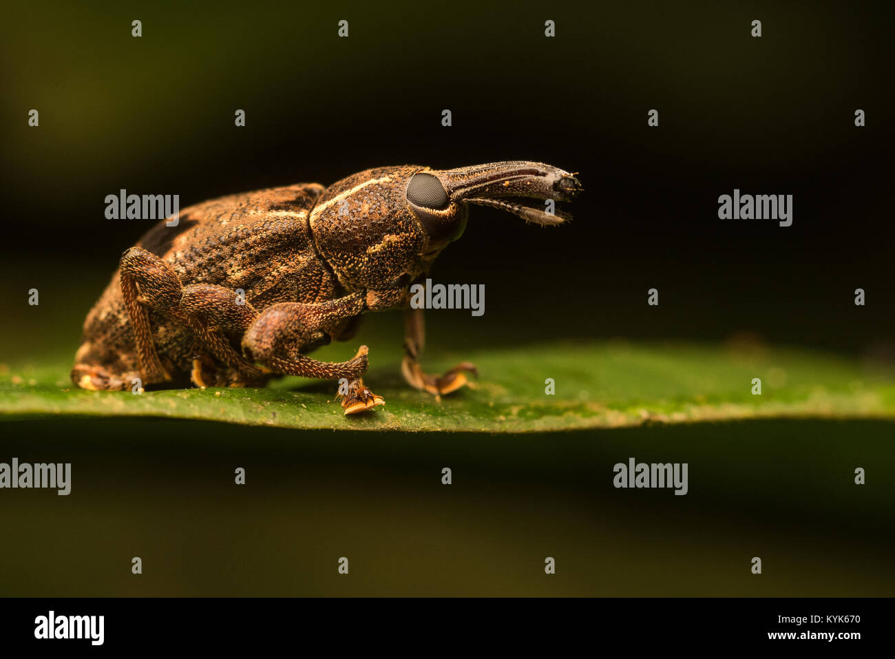 Weevil High Resolution Stock Photography and Images - Alamy