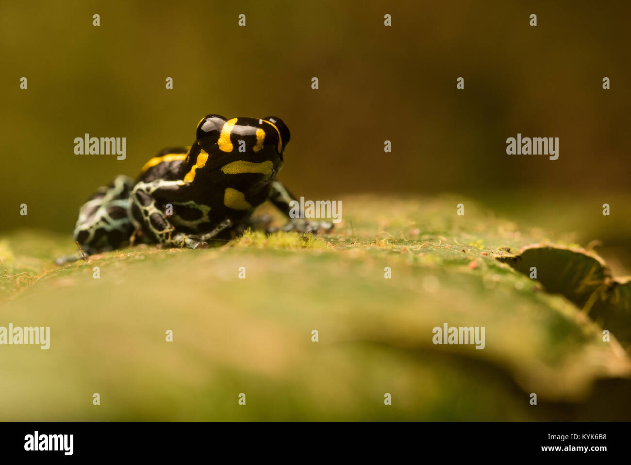 A small poison frog species, Ranitomeya toraro, uses its colors to warn ...