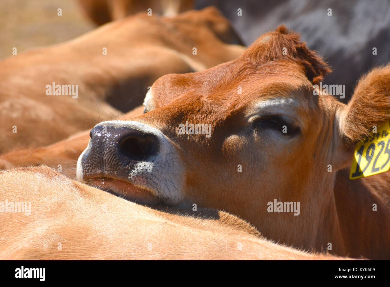 A cow resting her head on another cows backside with other cows in the ...