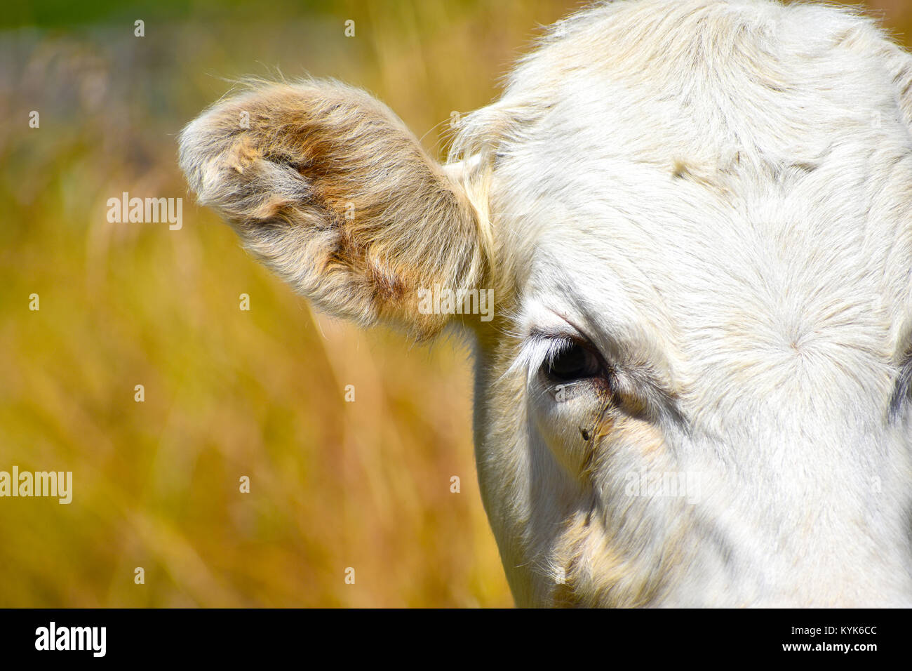 A white bull cow's face close up showing the ear and eye. The eye has ...