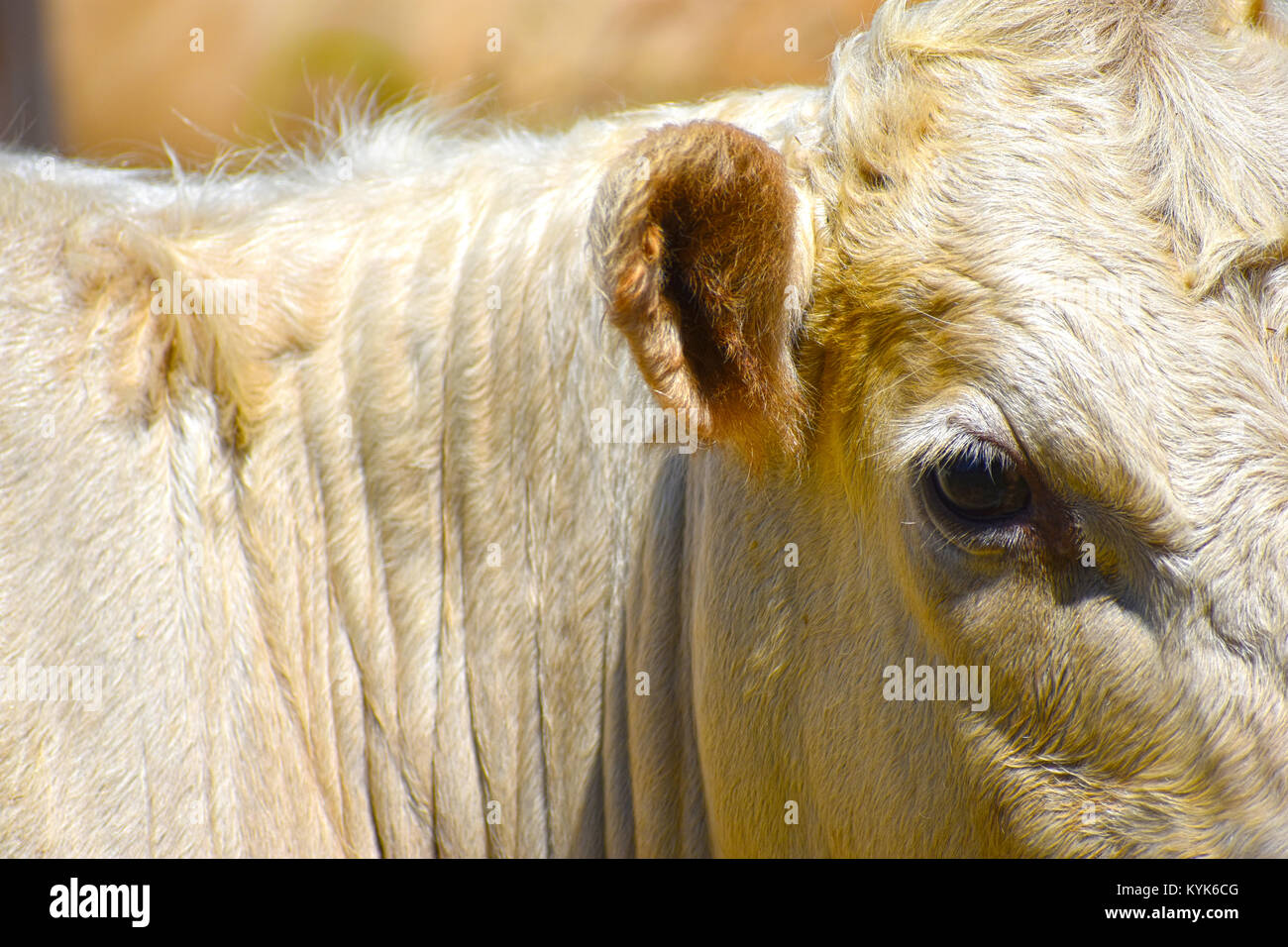 Bull cow with close up details of the eye and ear Stock Photo - Alamy