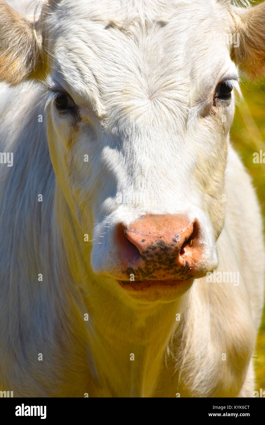 Vertical image a white bull cow close up Stock Photo - Alamy