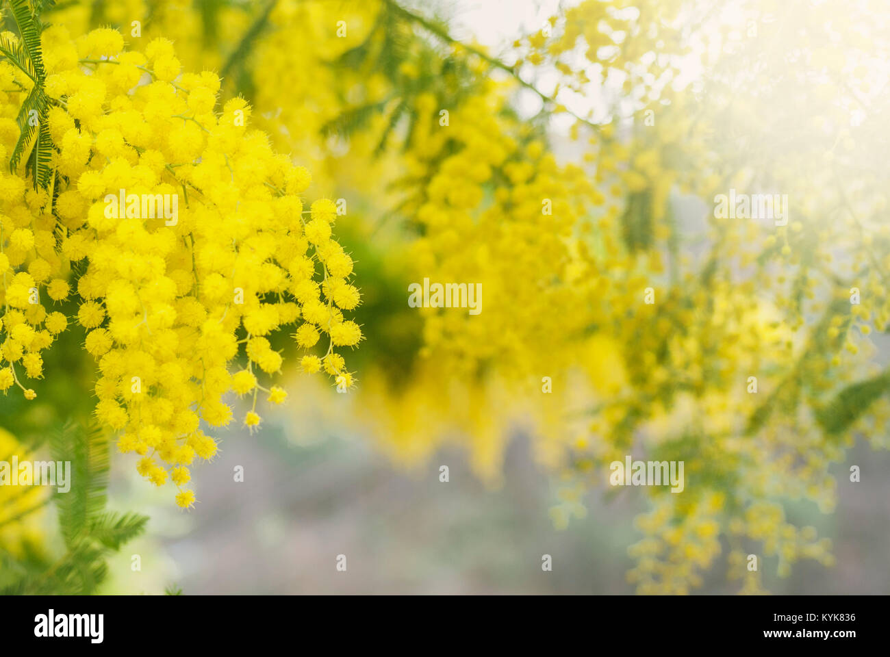 A mimosa tree in bloom in spring, copy space for woman's day or spring ...