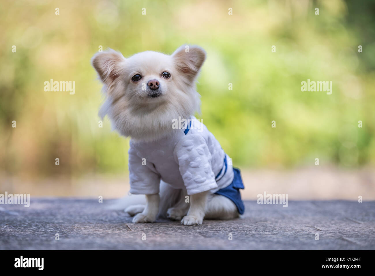 Bo mei dog hi-res stock photography and images - Alamy