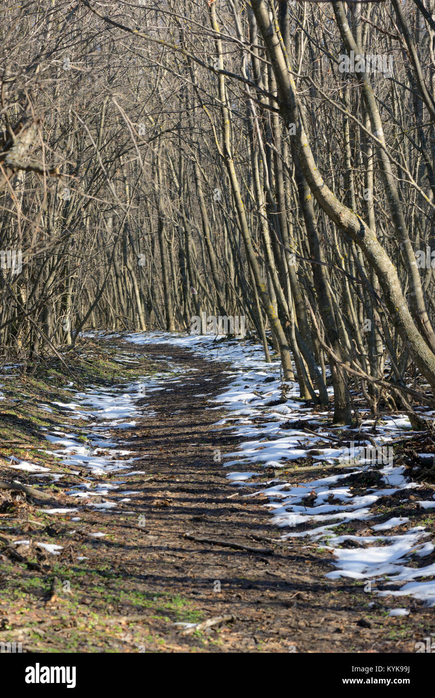 Winter forest at dusk and path Stock Photo - Alamy