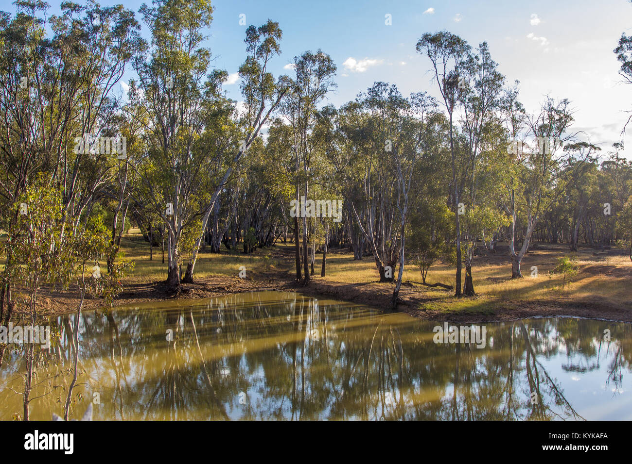Rural scene in Australia with billabong, gum trees Stock Photo - Alamy