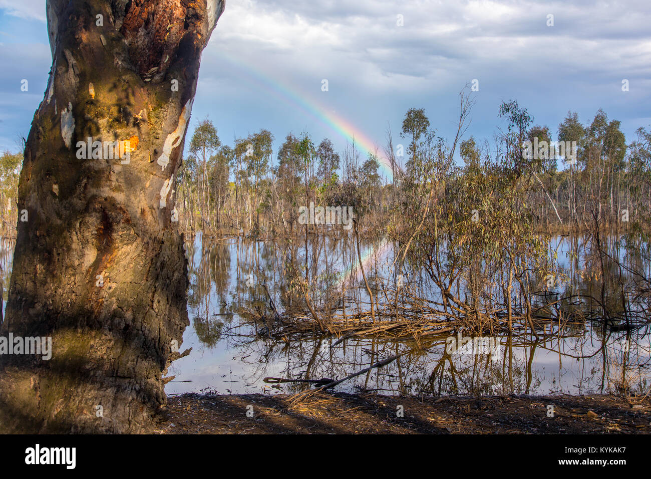 Rural scene in Australia with billabong, gum trees and rainbow Stock ...
