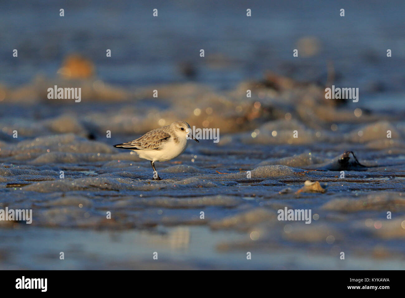 Sanderling in winter on the beach at Titchwell Norfolk UK Stock Photo ...