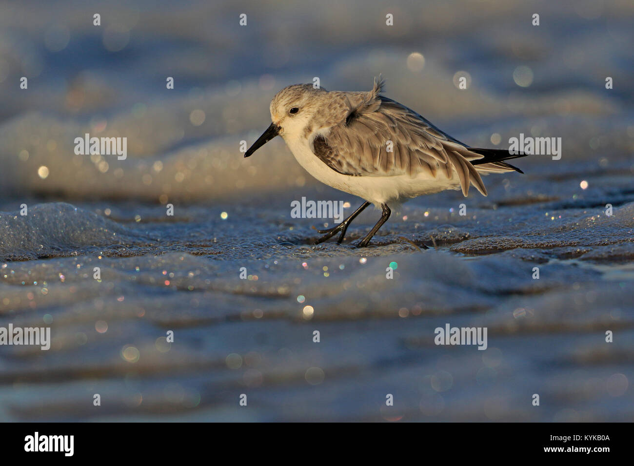 Sanderling in winter on the beach at Titchwell Norfolk UK Stock Photo ...