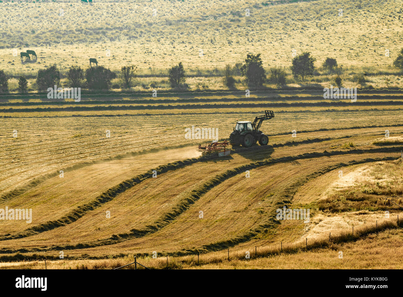 Harvester cutting crop Australian Farm Stock Photo - Alamy