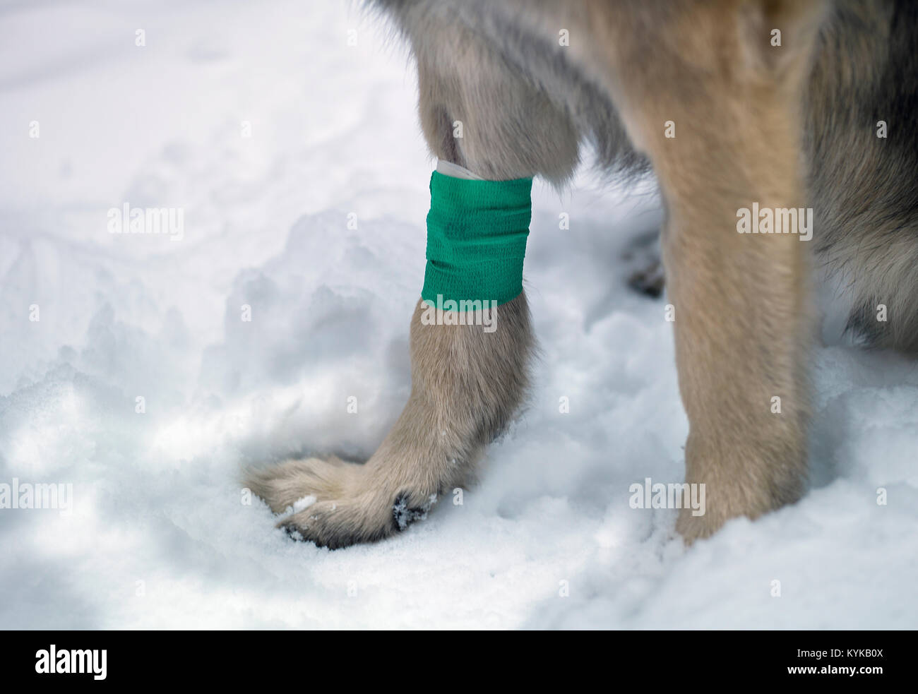 Dog seems wounded sitting on the snow with a bandage on front leg Stock ...