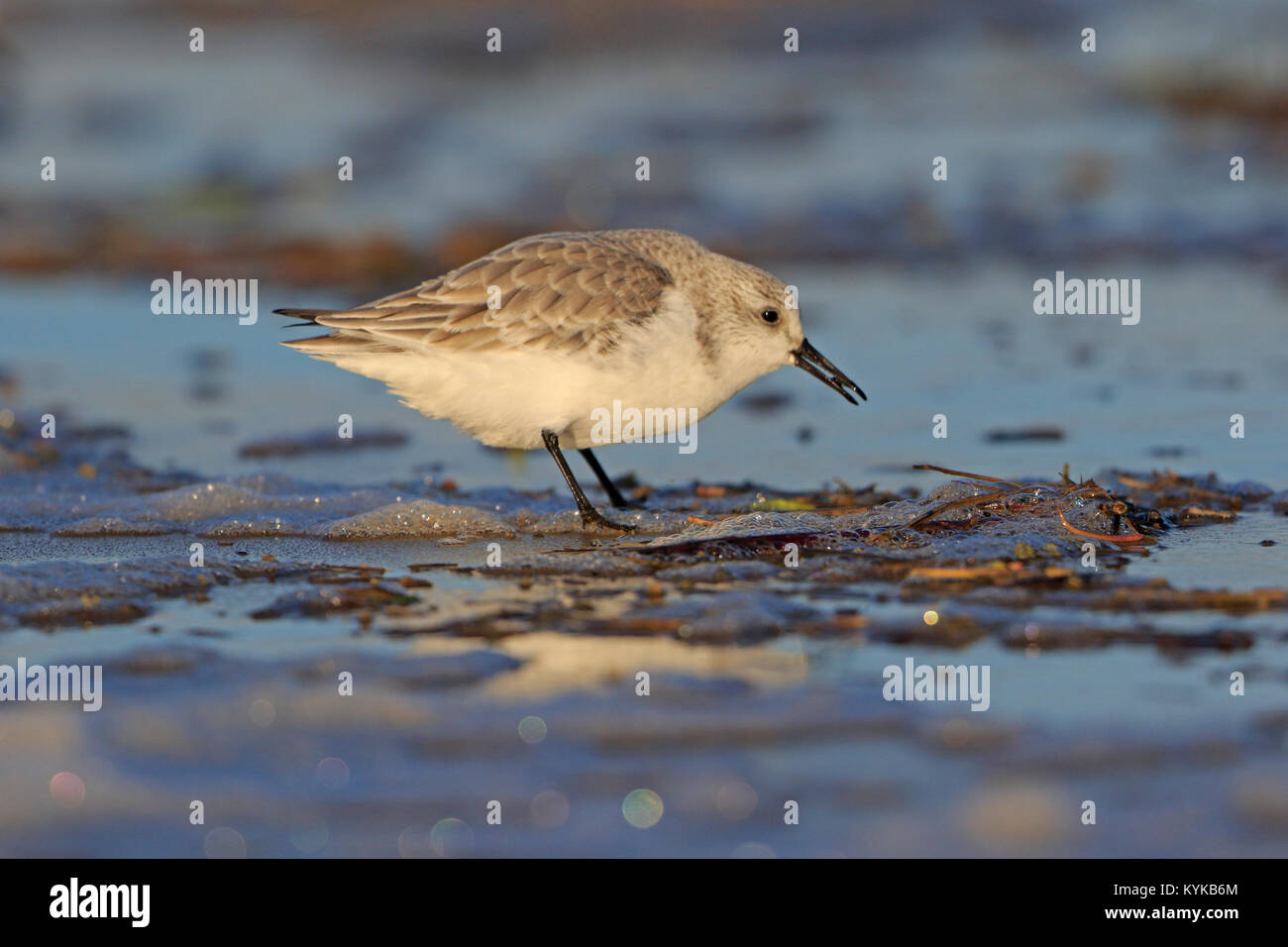 Sanderling in winter on the beach at Titchwell Norfolk UK Stock Photo ...
