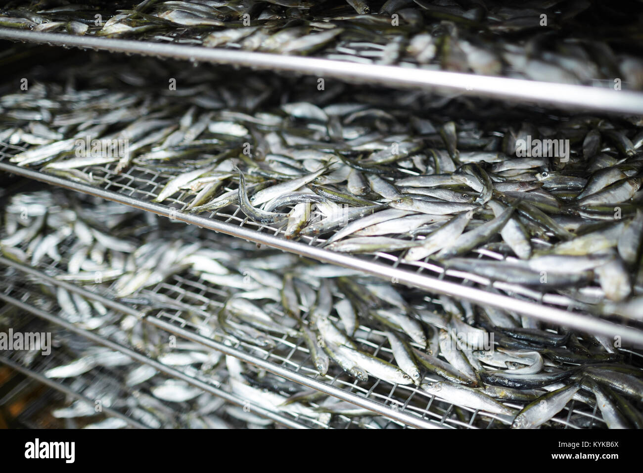 Anchovy factory hi-res stock photography and images - Alamy