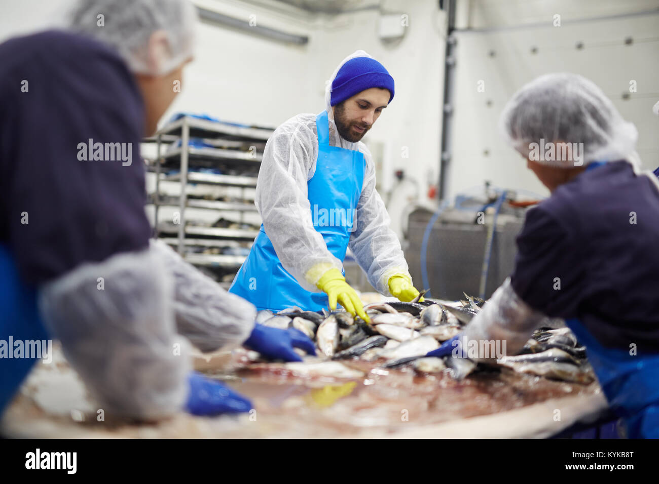 Fish processing staff Stock Photo - Alamy