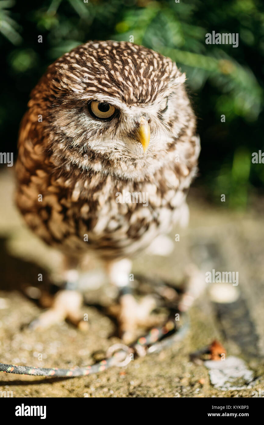 The small owl. Wild bird Stock Photo - Alamy