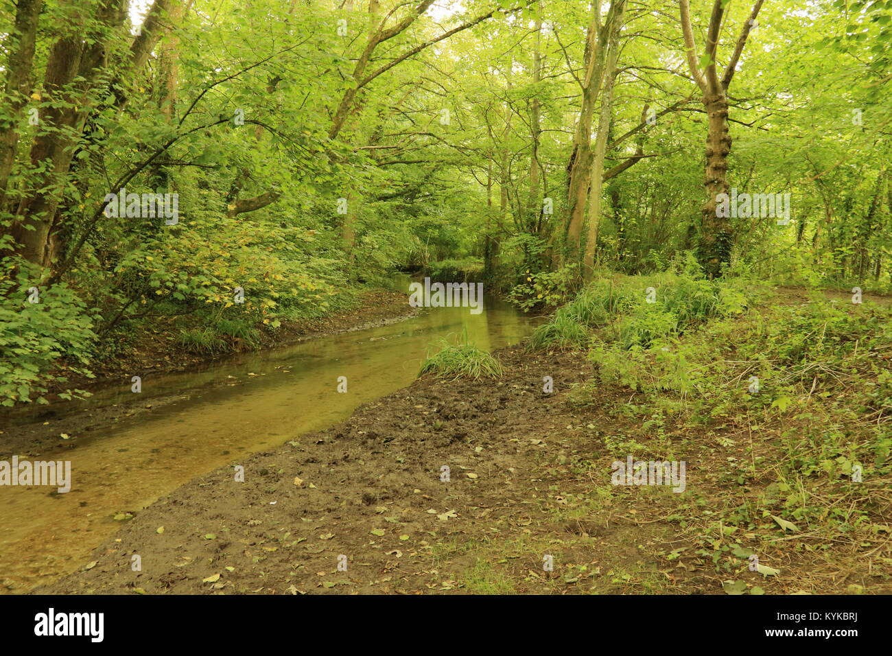 River Piddle near Cerne Abbas,Dorset,UK Stock Photo - Alamy