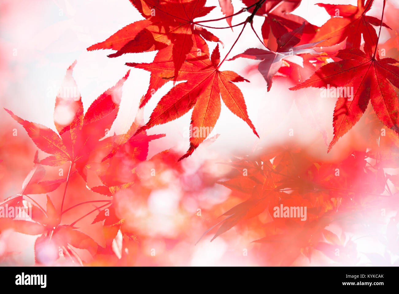 The Beautiful autumn leaves and sky background in fall season Stock ...