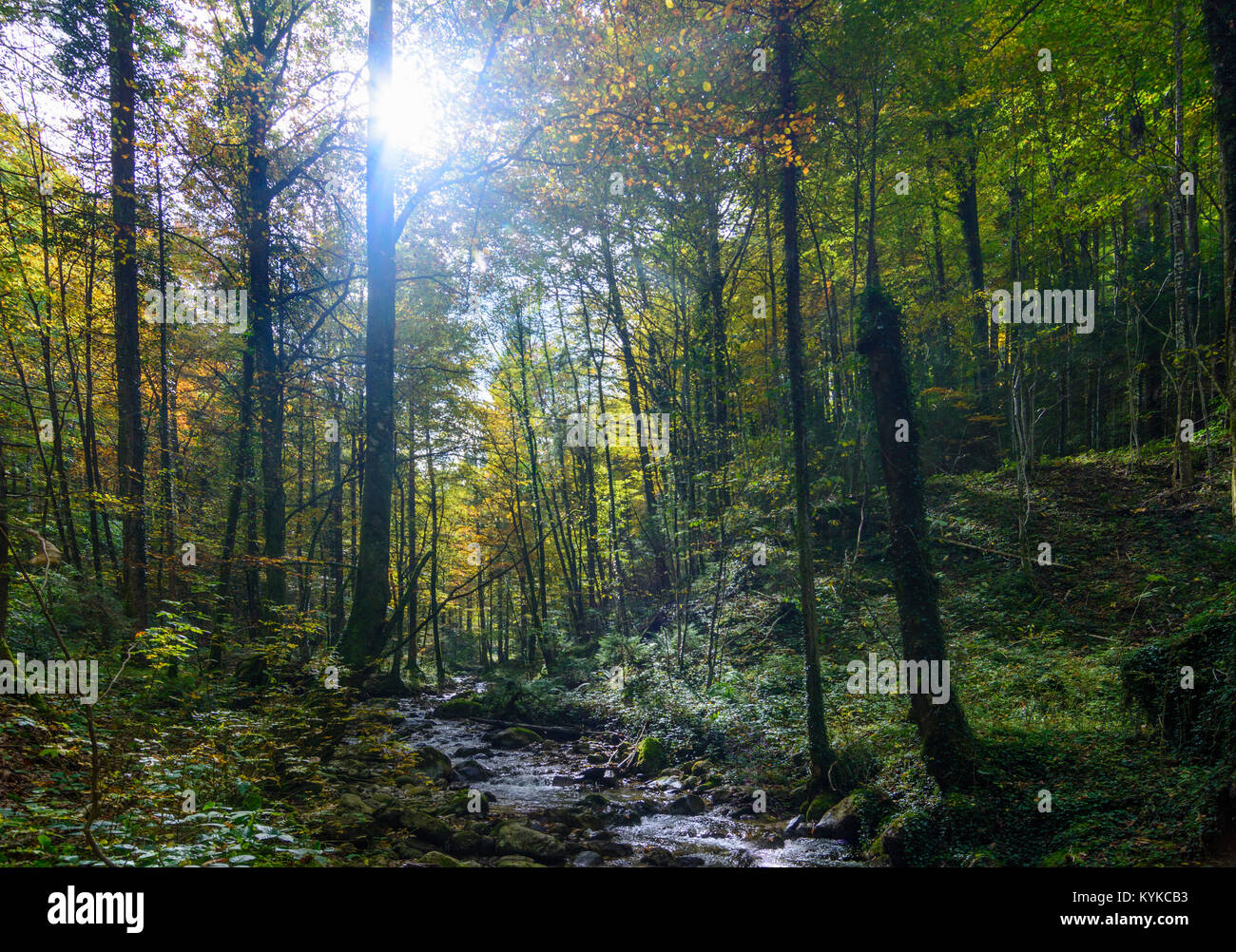Oberbayern wald hi-res stock photography and images - Alamy