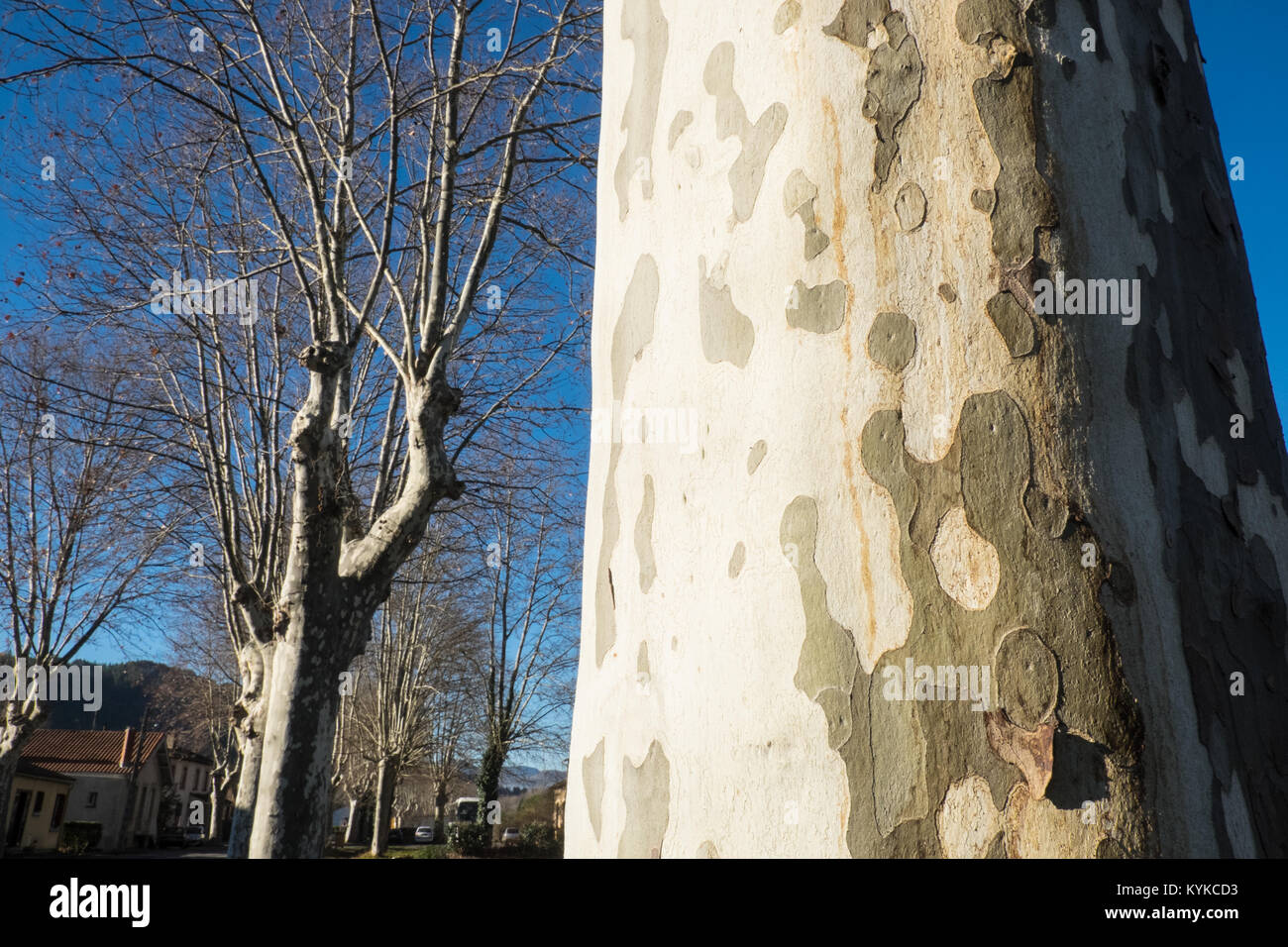 French plane tree hi-res stock photography and images - Alamy