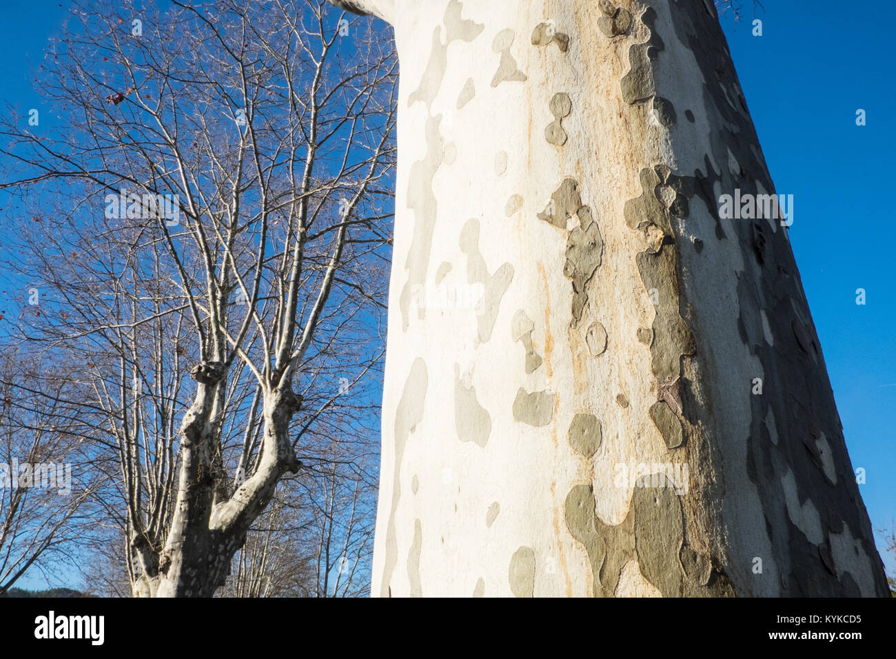 Bark distinctive bark hi-res stock photography and images - Alamy
