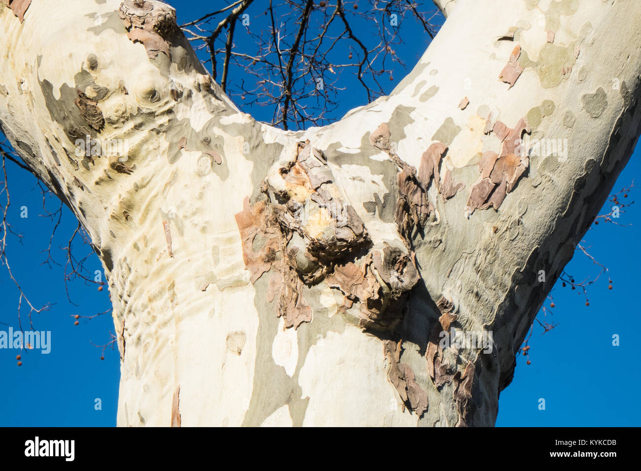 Khaki tree hi-res stock photography and images - Alamy