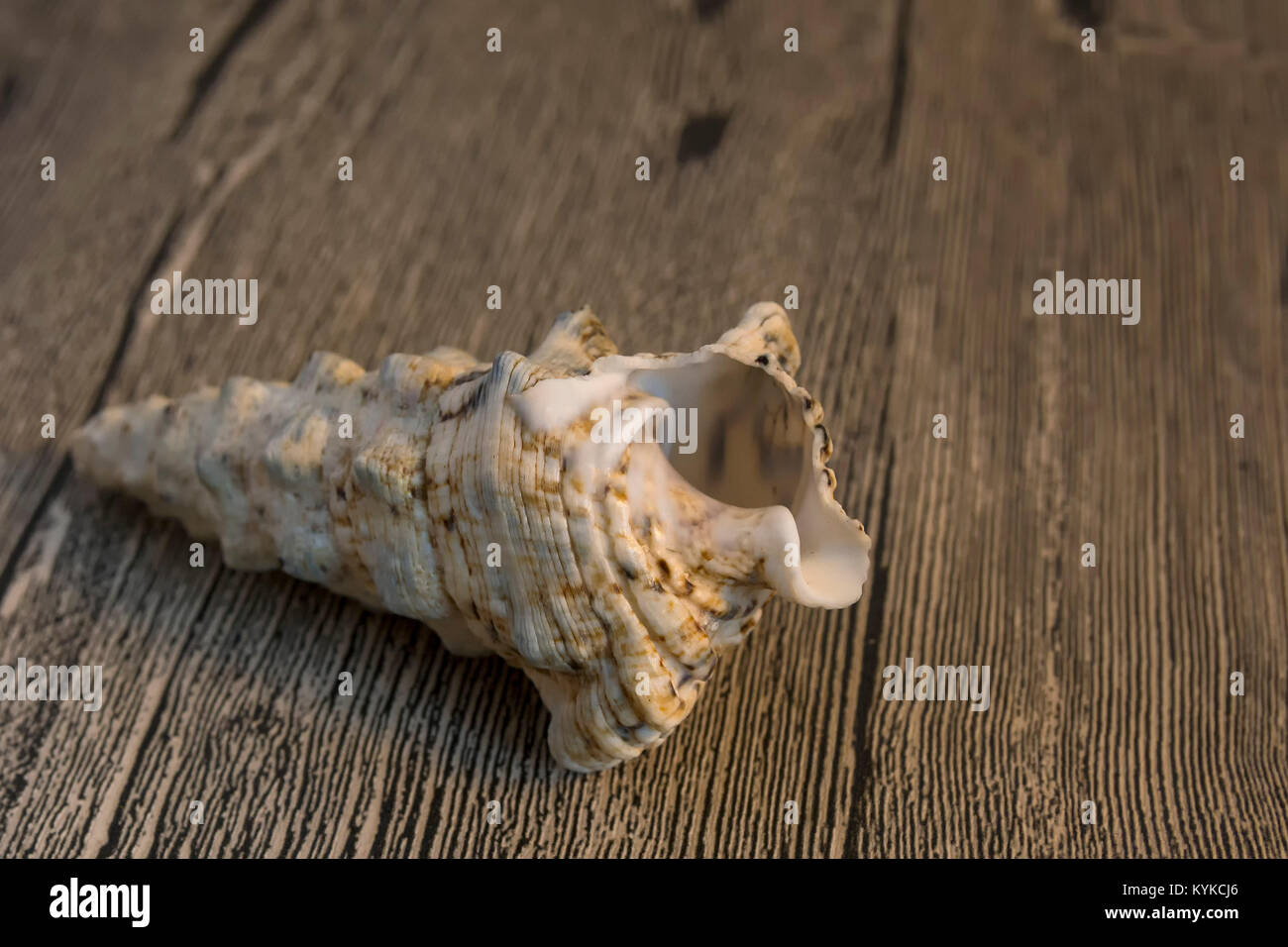 Seashell on background wooden Stock Photo - Alamy