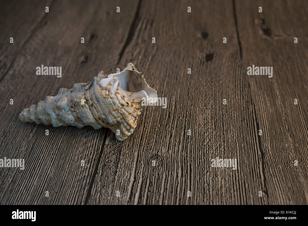 Seashell on wooden background Stock Photo - Alamy