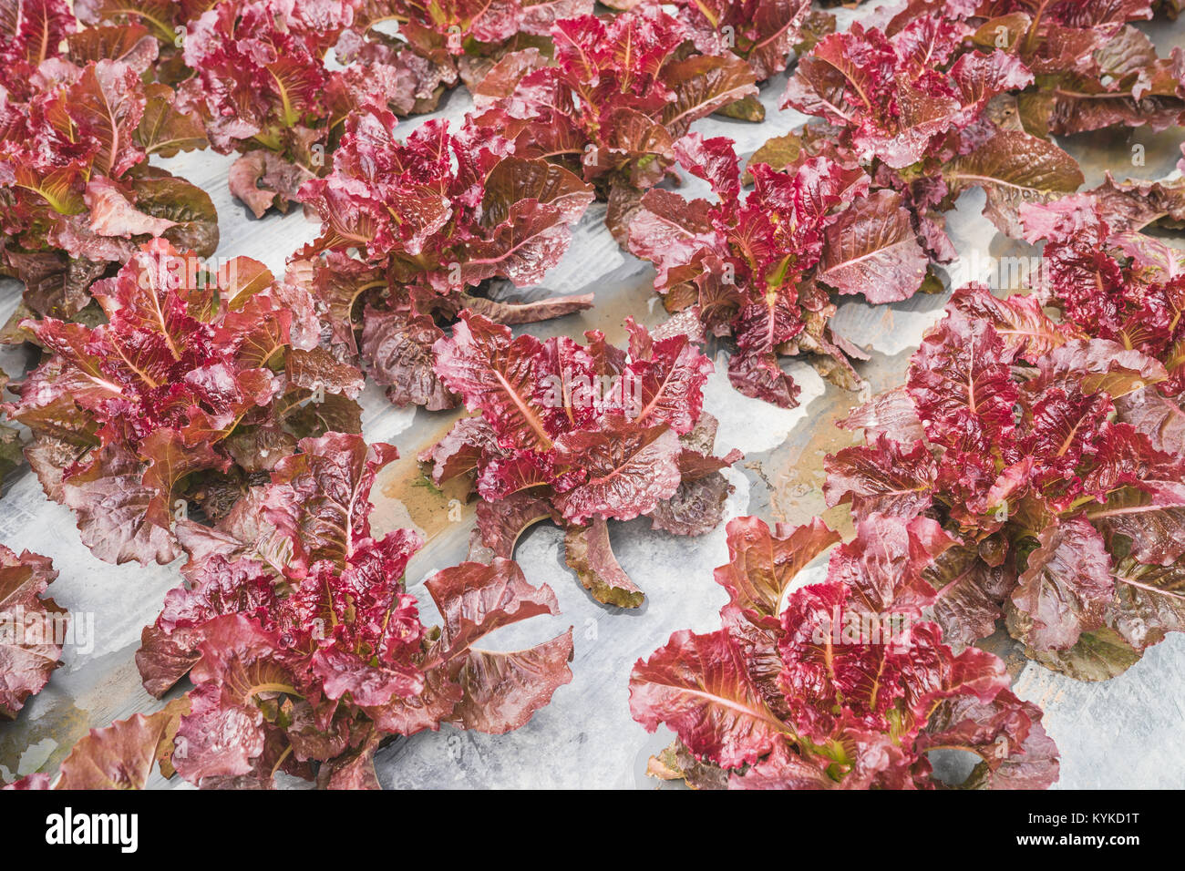 Lettuce red leaf in field, vegetable fresh in farm, salad Stock Photo ...