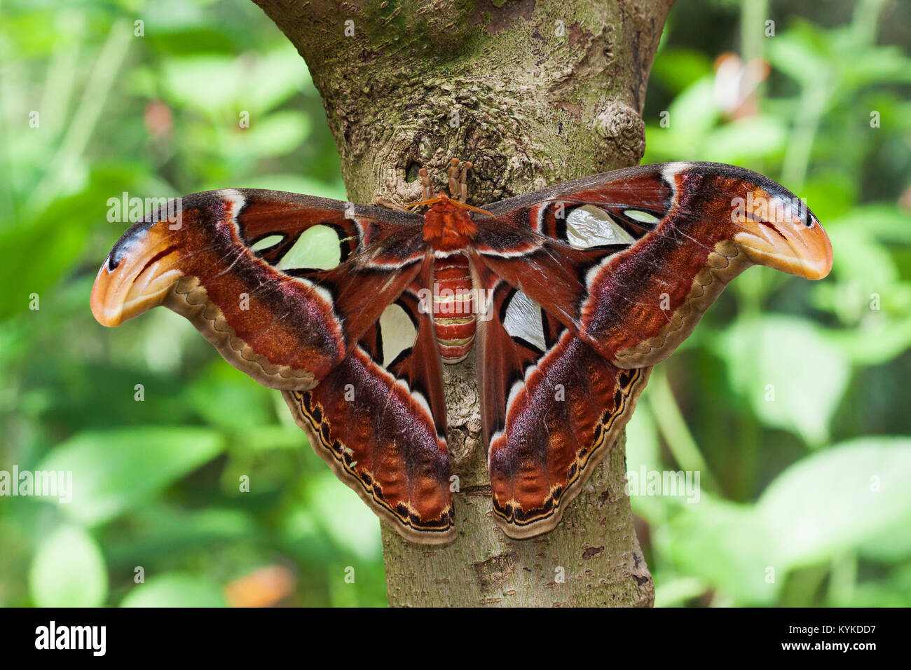 Two tailed swallowtail hi-res stock photography and images - Alamy