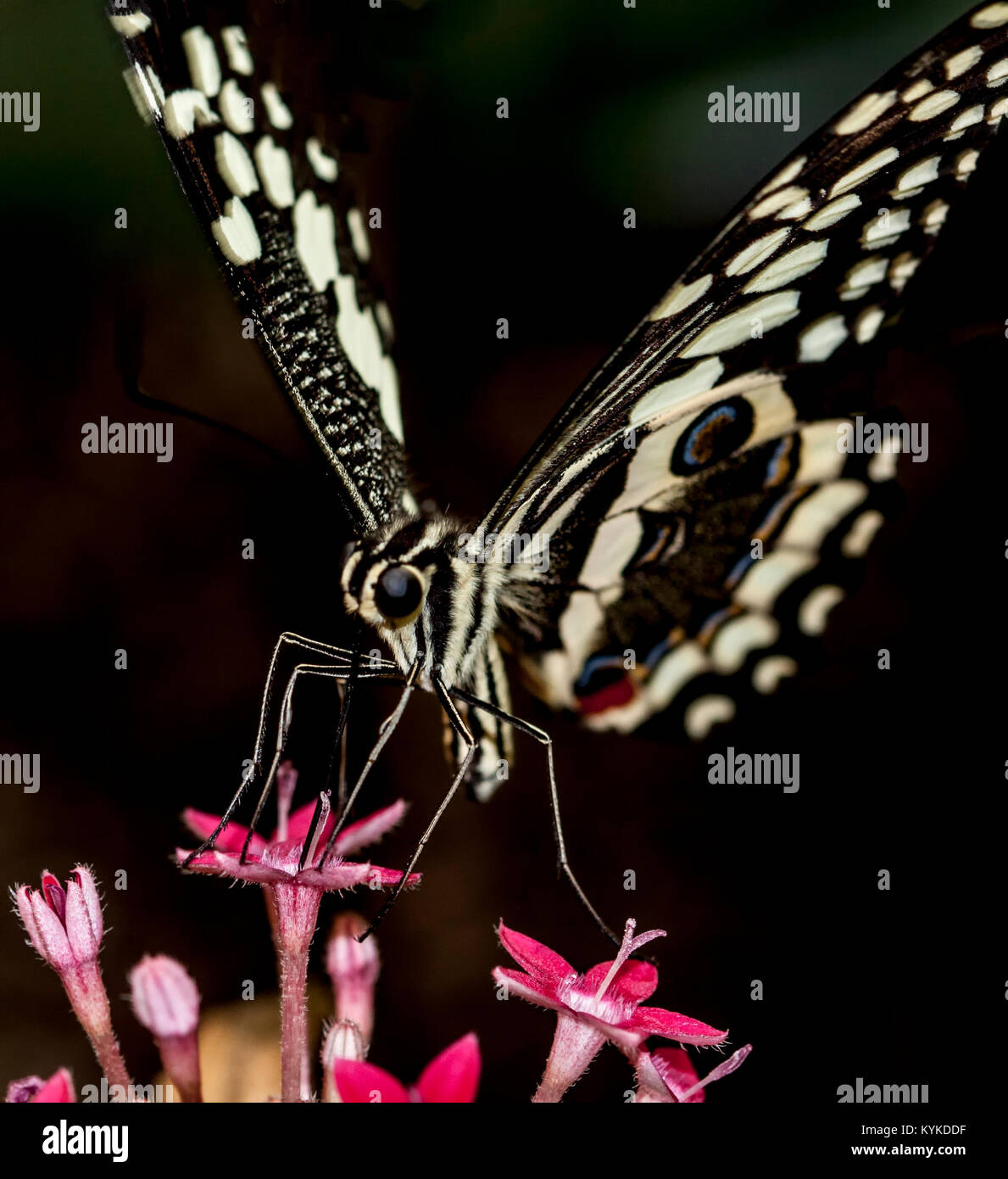 Giant swallowtail moth hi-res stock photography and images - Alamy