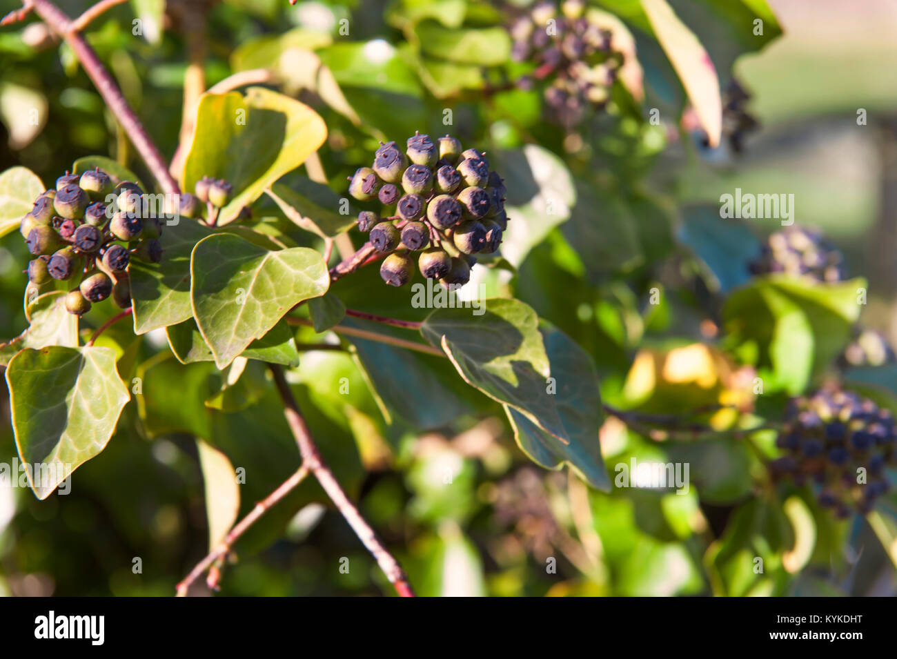 Ivy - hedge - natural fence Stock Photo - Alamy