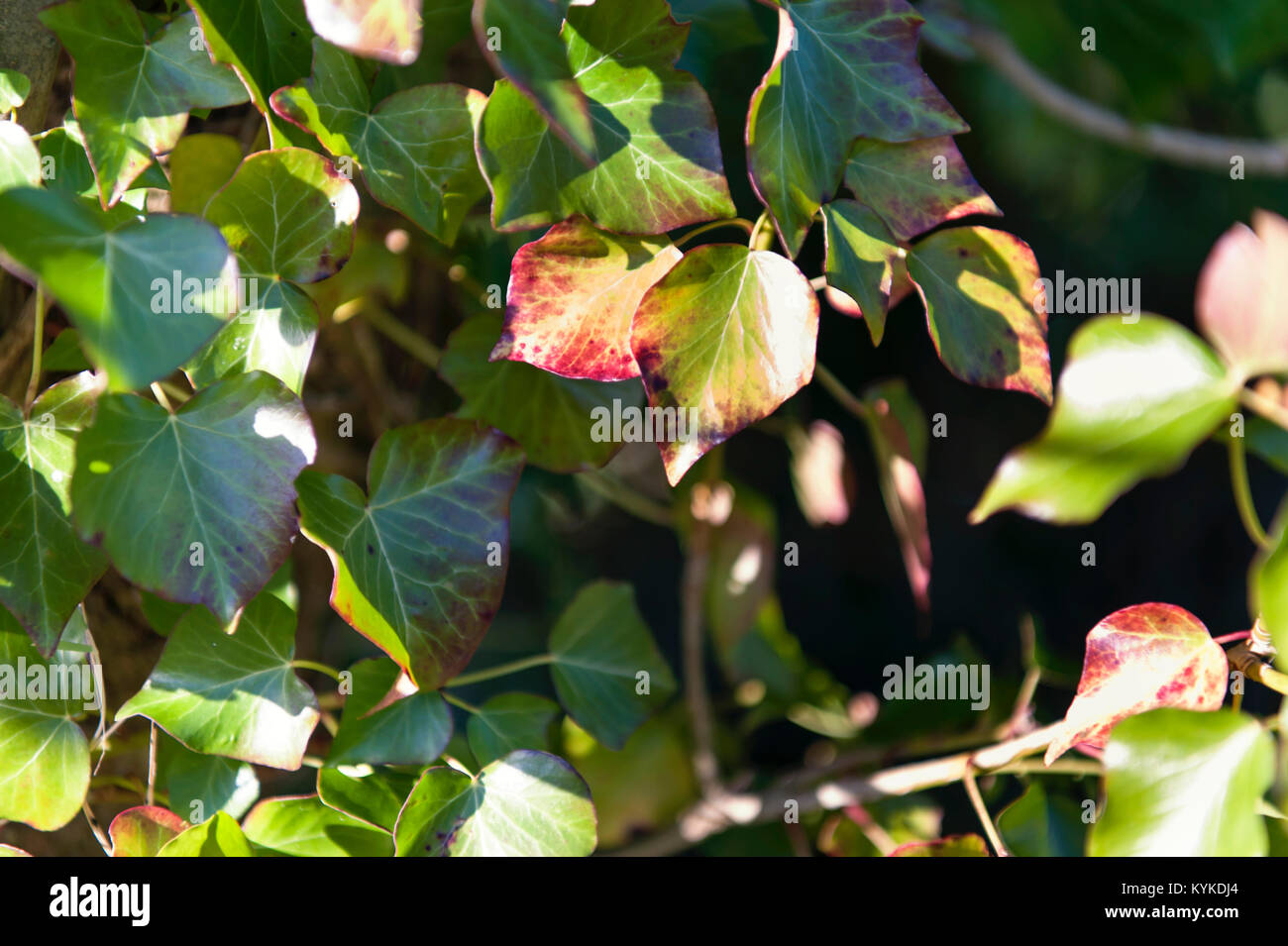 Ivy - hedge - natural fence Stock Photo - Alamy