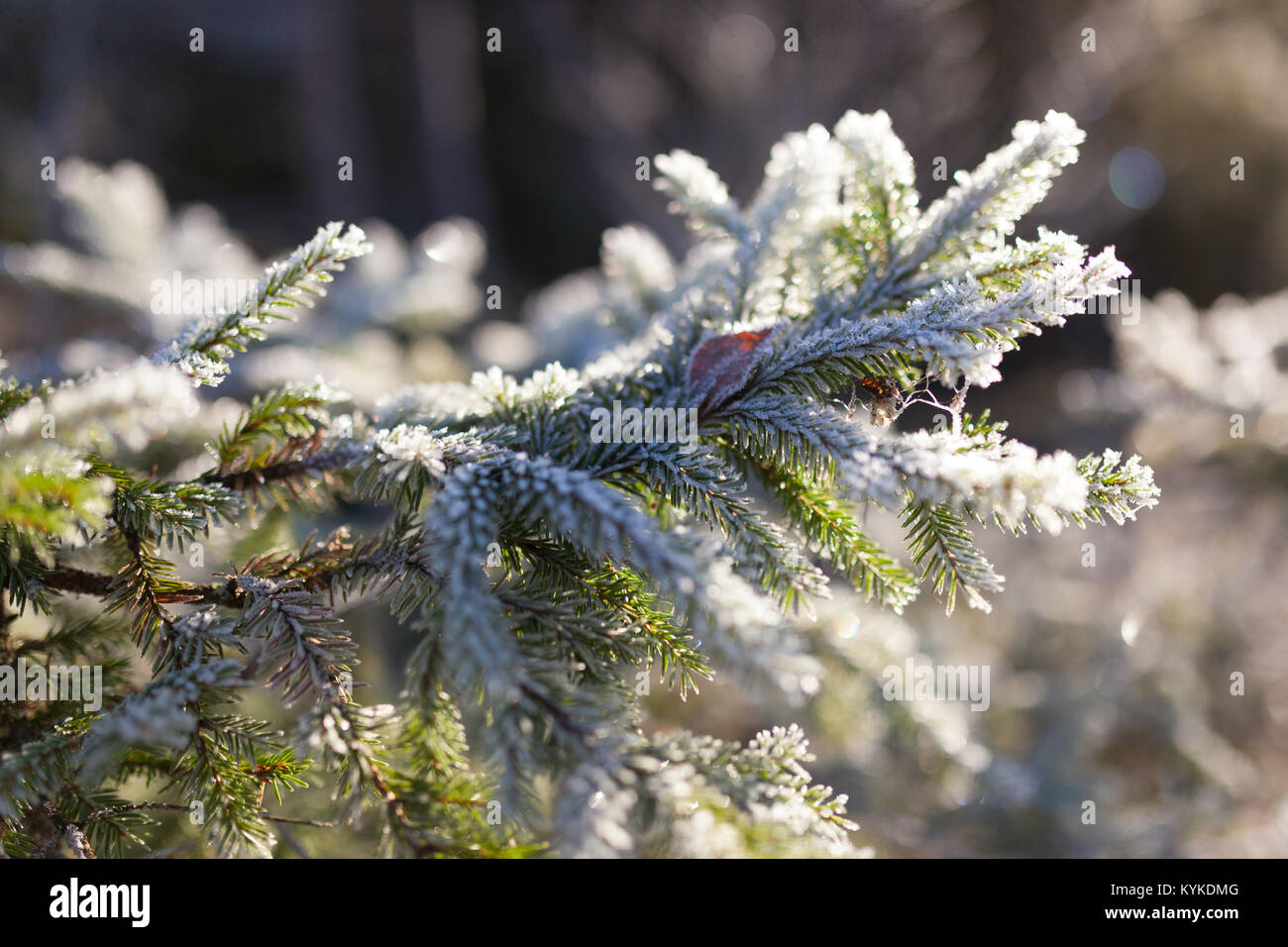 The branch is beautiful hi-res stock photography and images - Alamy