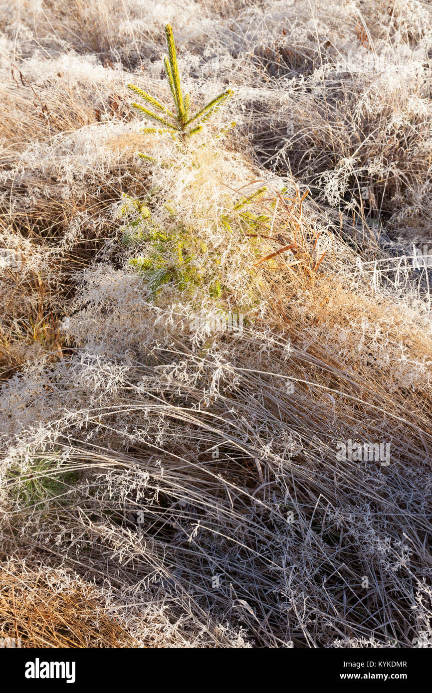 Hay morning hi-res stock photography and images - Alamy