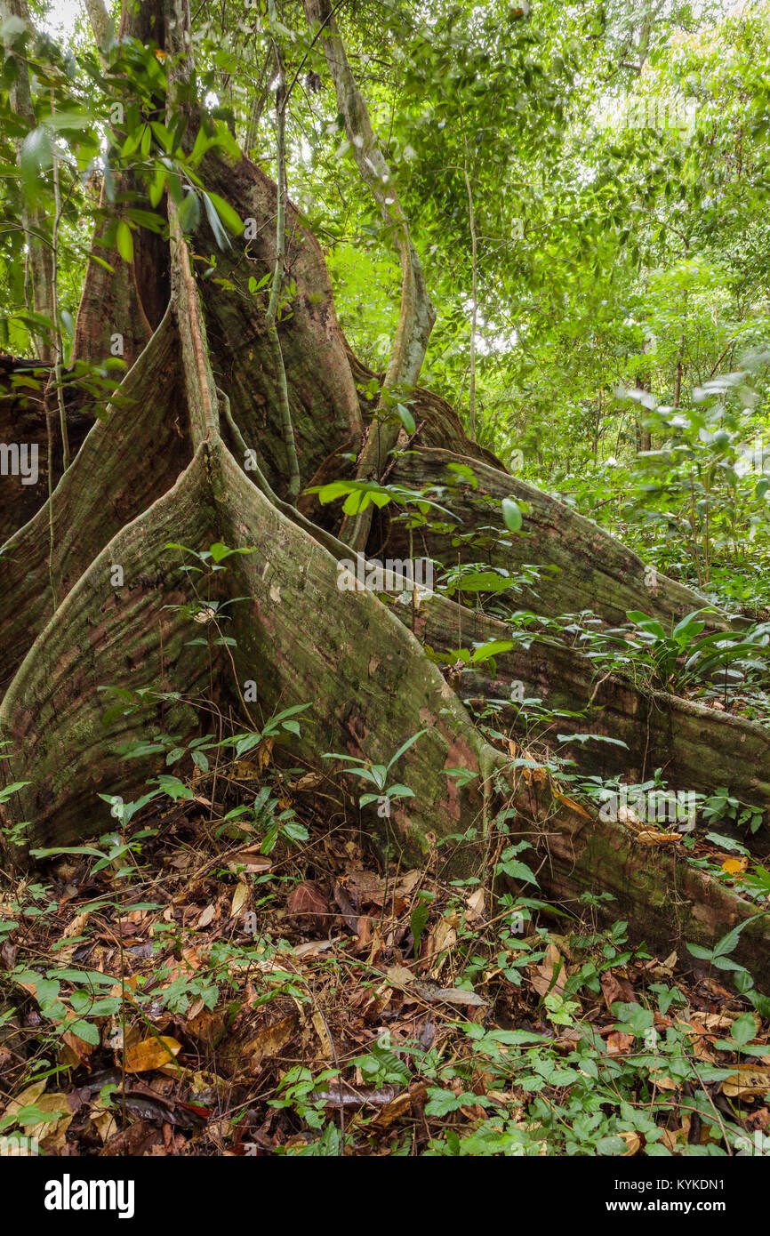 Buttress tree roots in rainforest Stock Photo - Alamy