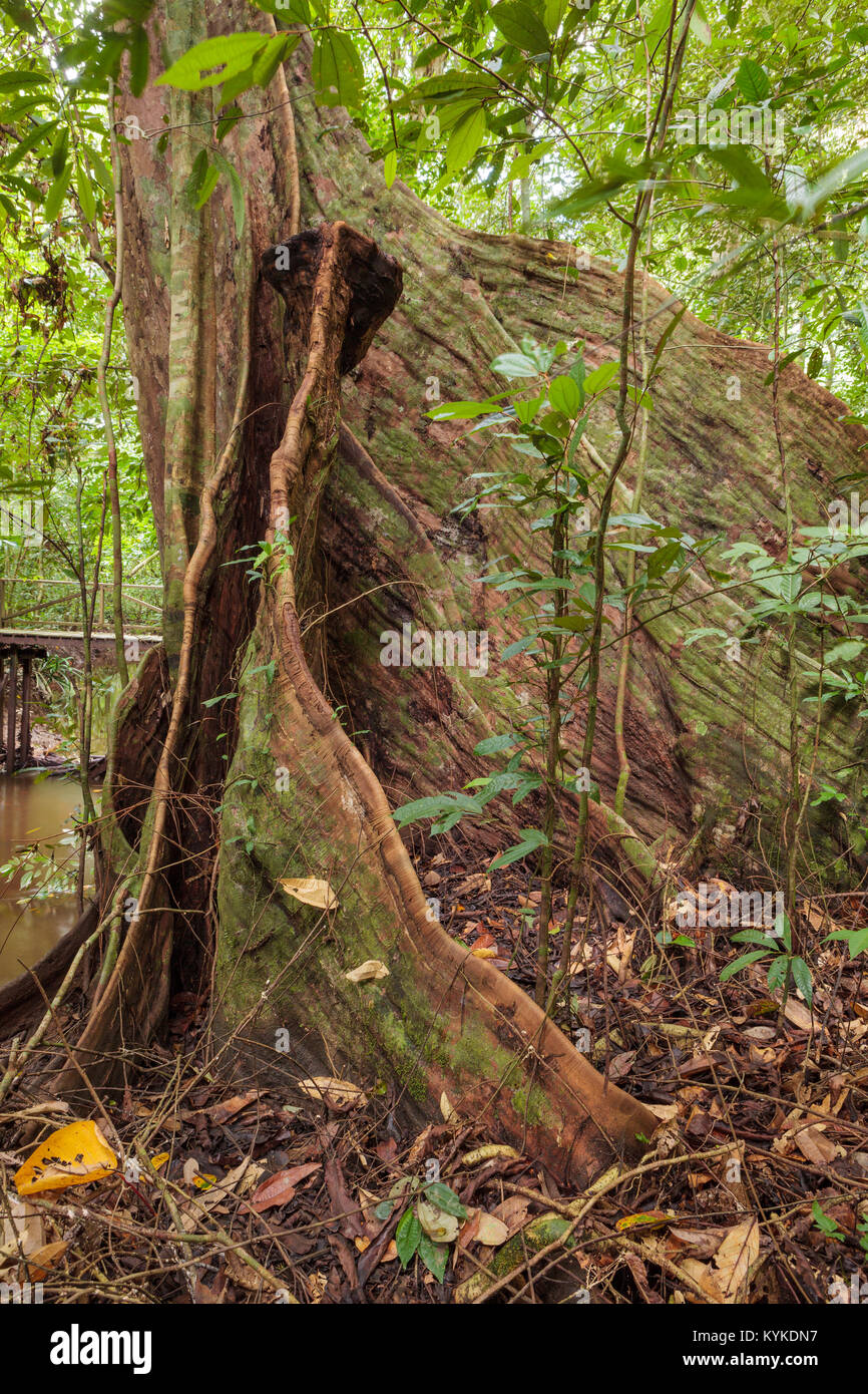 Buttress tree roots in rainforest Stock Photo - Alamy