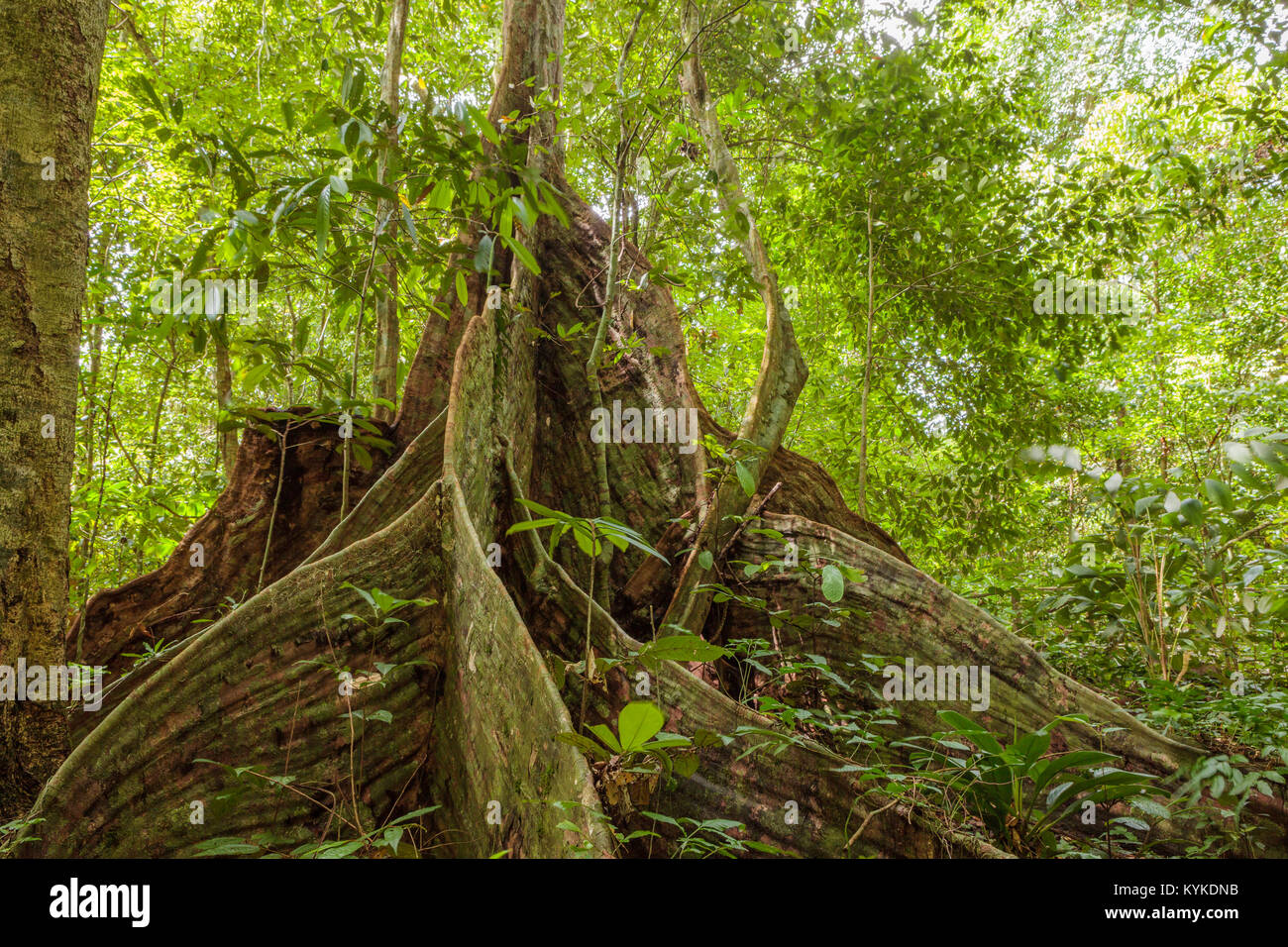 Buttress tree roots in rainforest Stock Photo - Alamy