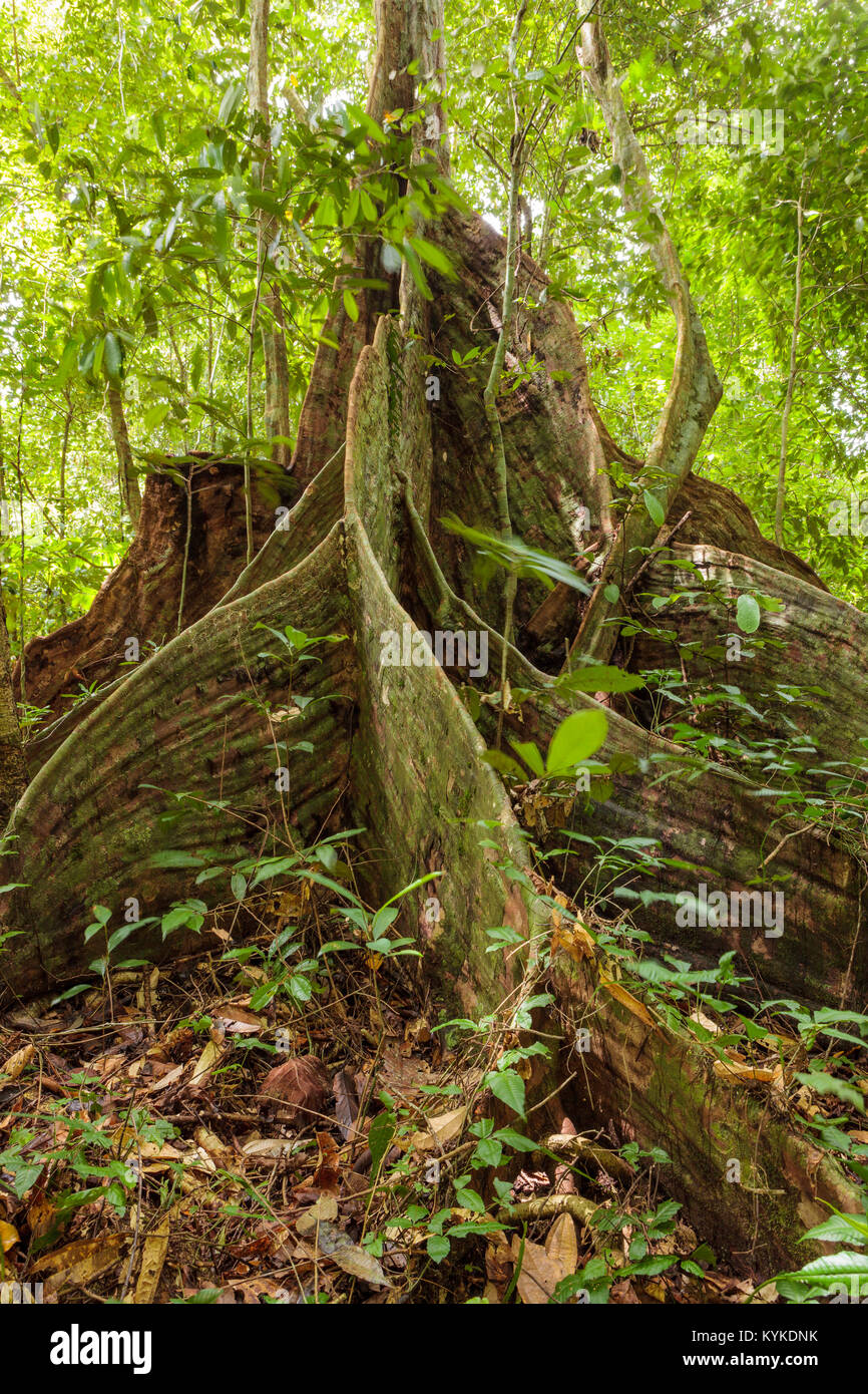 Buttress tree roots in rainforest Stock Photo - Alamy