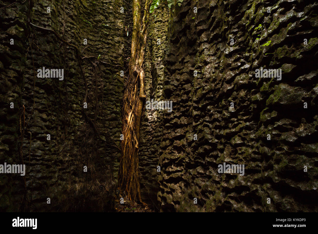 Tree roots on natural stone wall Stock Photo - Alamy