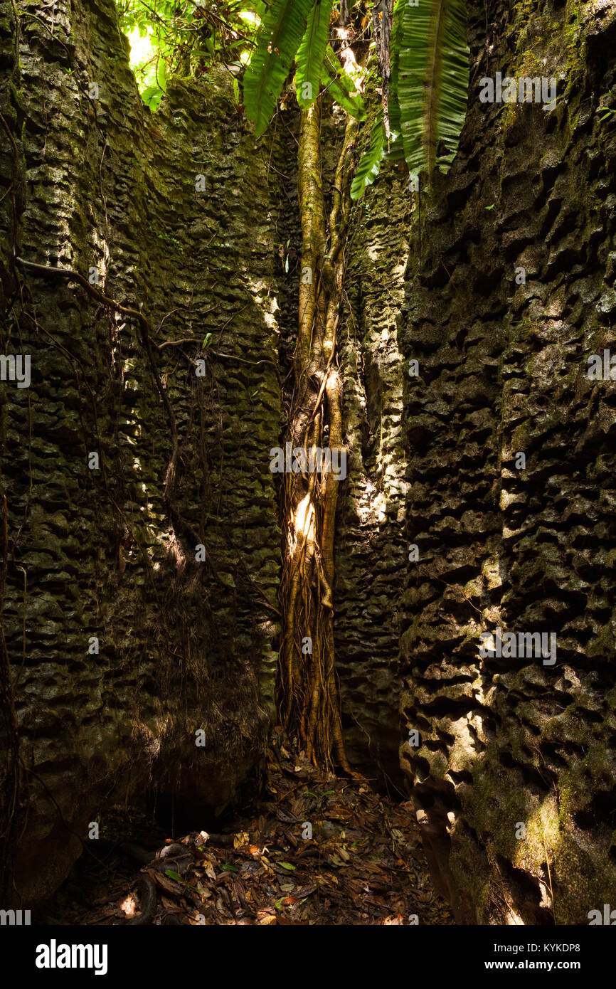 Tree roots on natural stone wall Stock Photo - Alamy