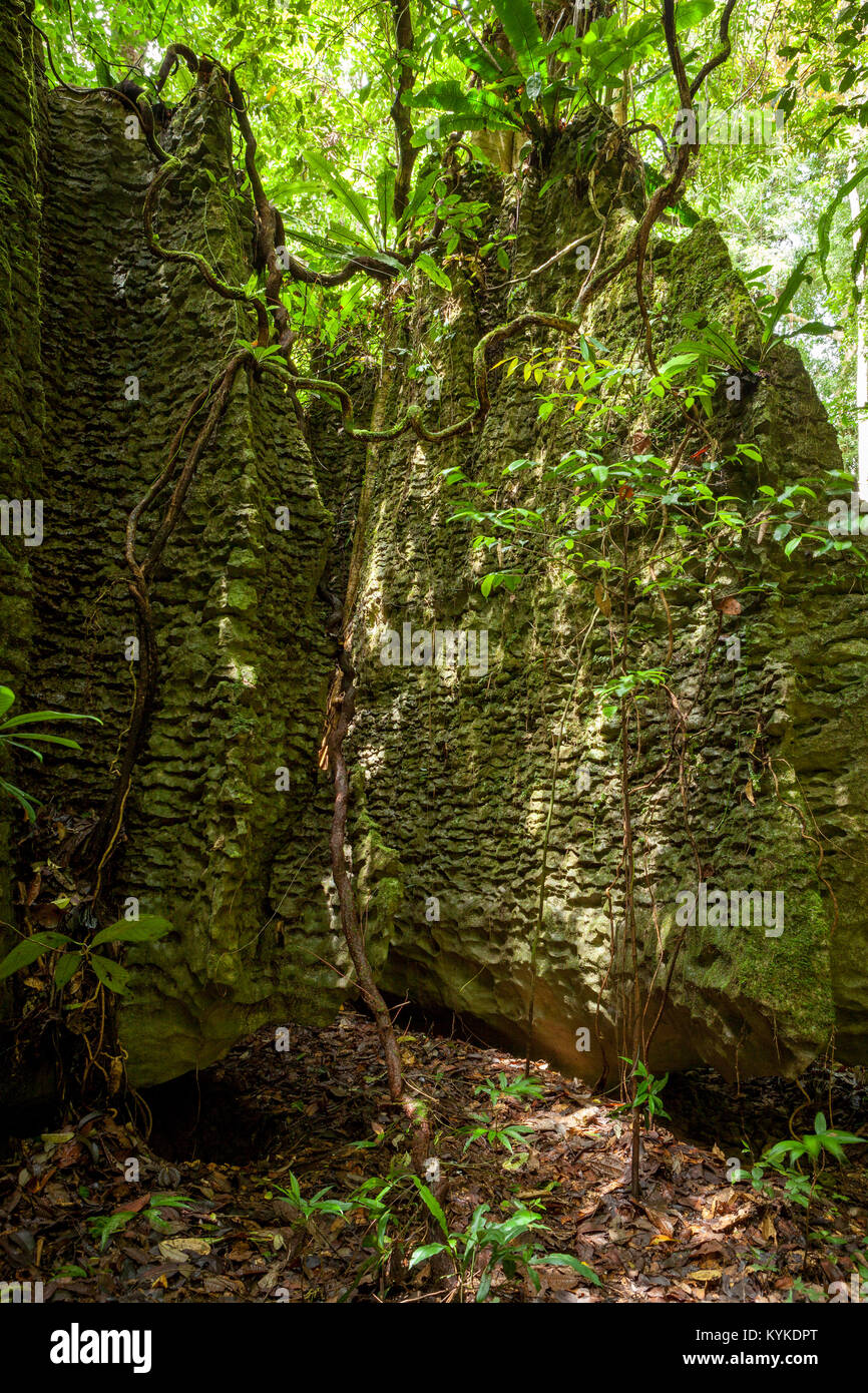 Tree roots on natural stone wall Stock Photo - Alamy