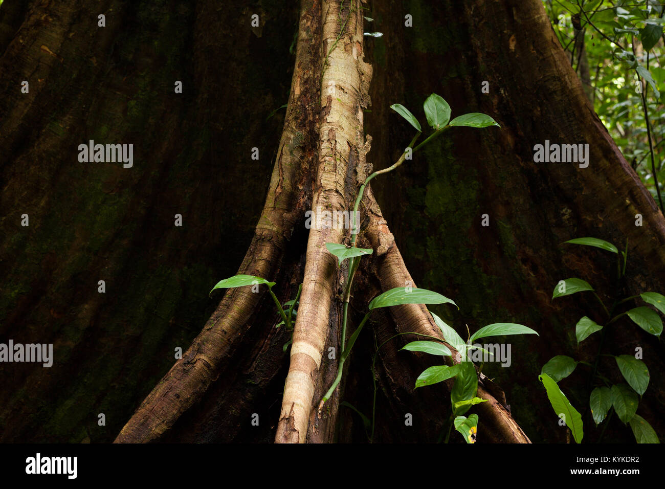 Buttress tree roots in rainforest Stock Photo - Alamy