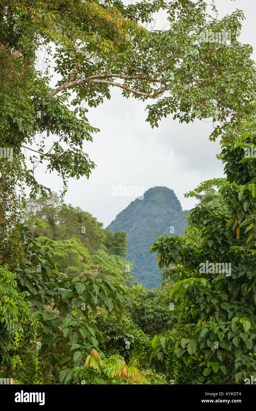 Exotic rainforest landscape Stock Photo - Alamy